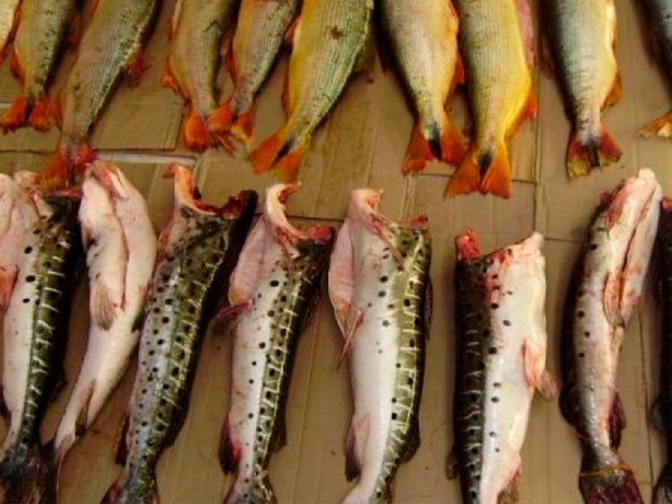 Soy Animal pide frenar la pesca en el Río Paraná - eldifusor