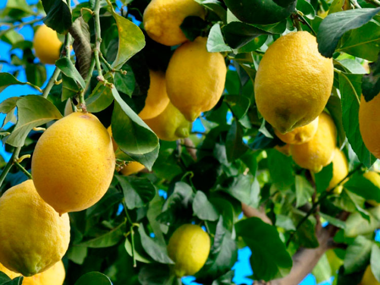 Buscan estimar el crecimiento de frutos de limón en plantaciones de ...